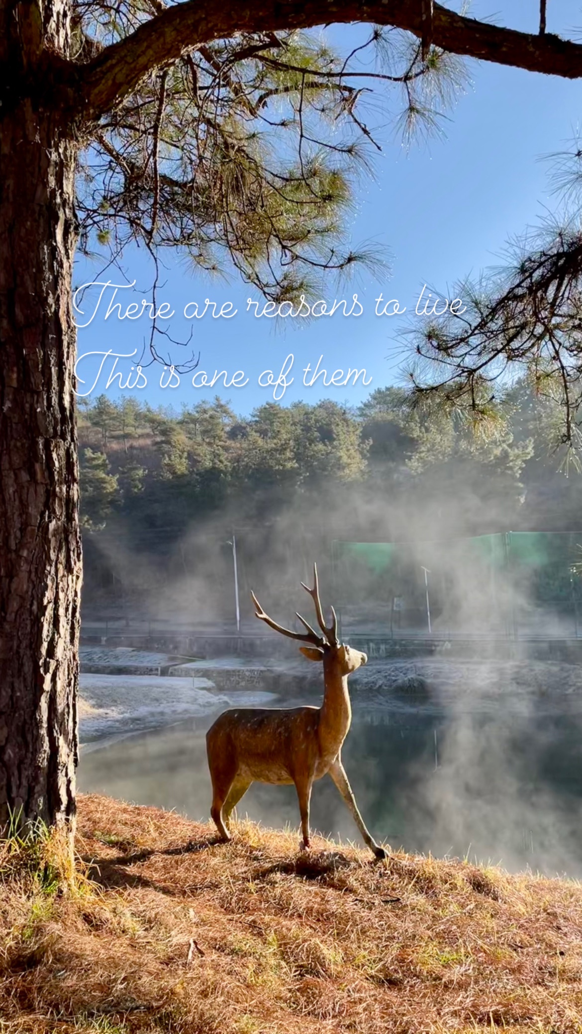 Reason to live – My Tales Within